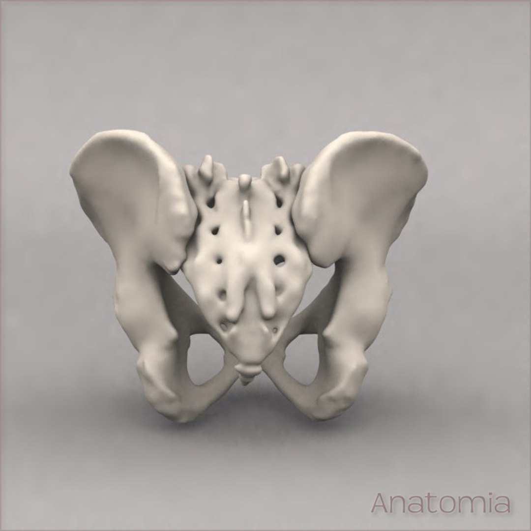 Maya Human Pelvis Skeleton