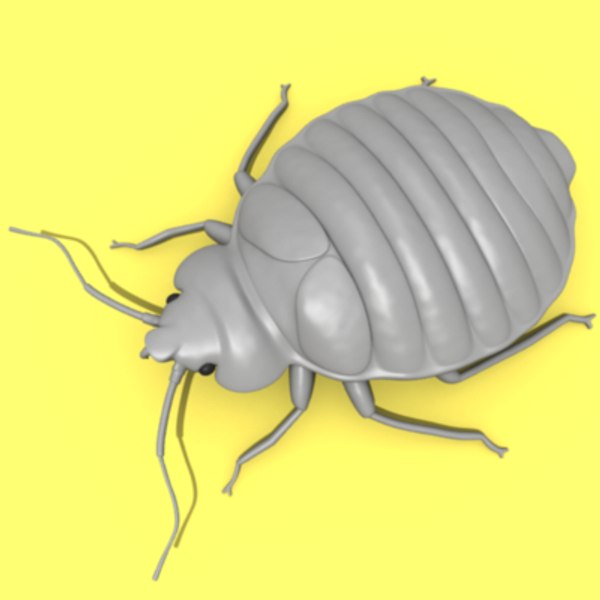 Bedbug 3D Models for Download | TurboSquid
