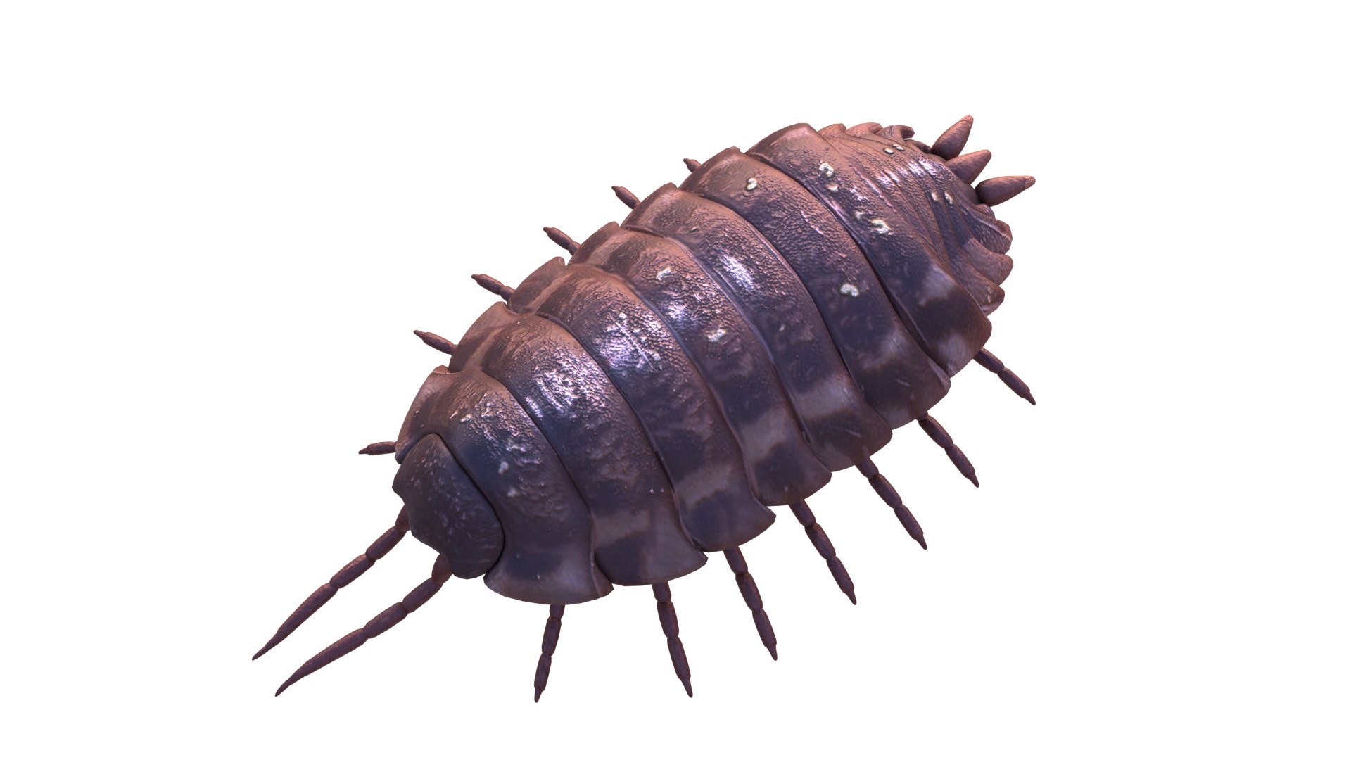 3D Woodlice - TurboSquid 2217155