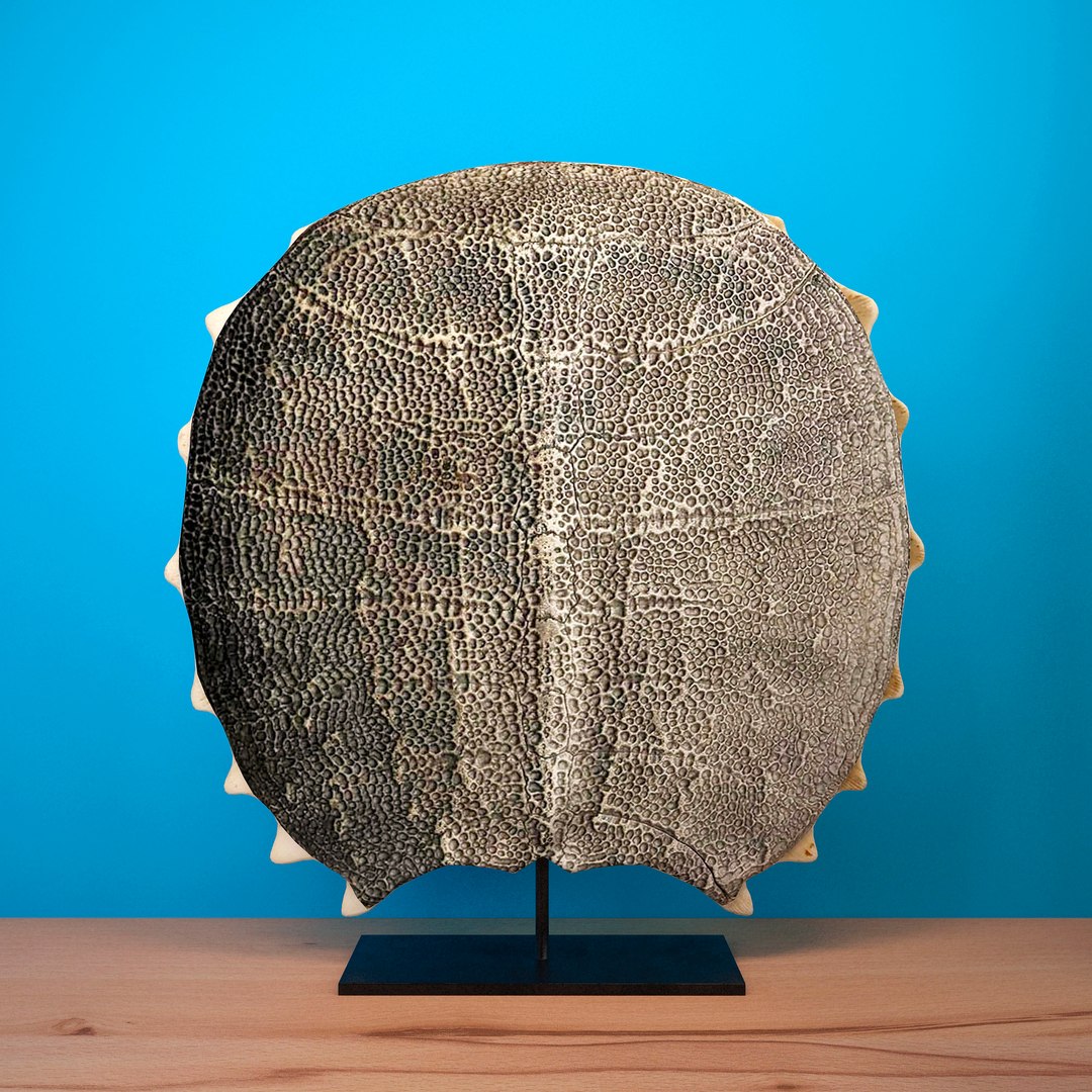 Freshwater turtle shell 3D model - TurboSquid 1379552