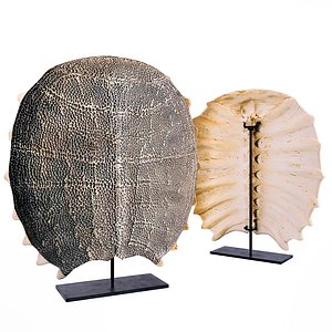 Free 3D Turtle-Shell Models | TurboSquid