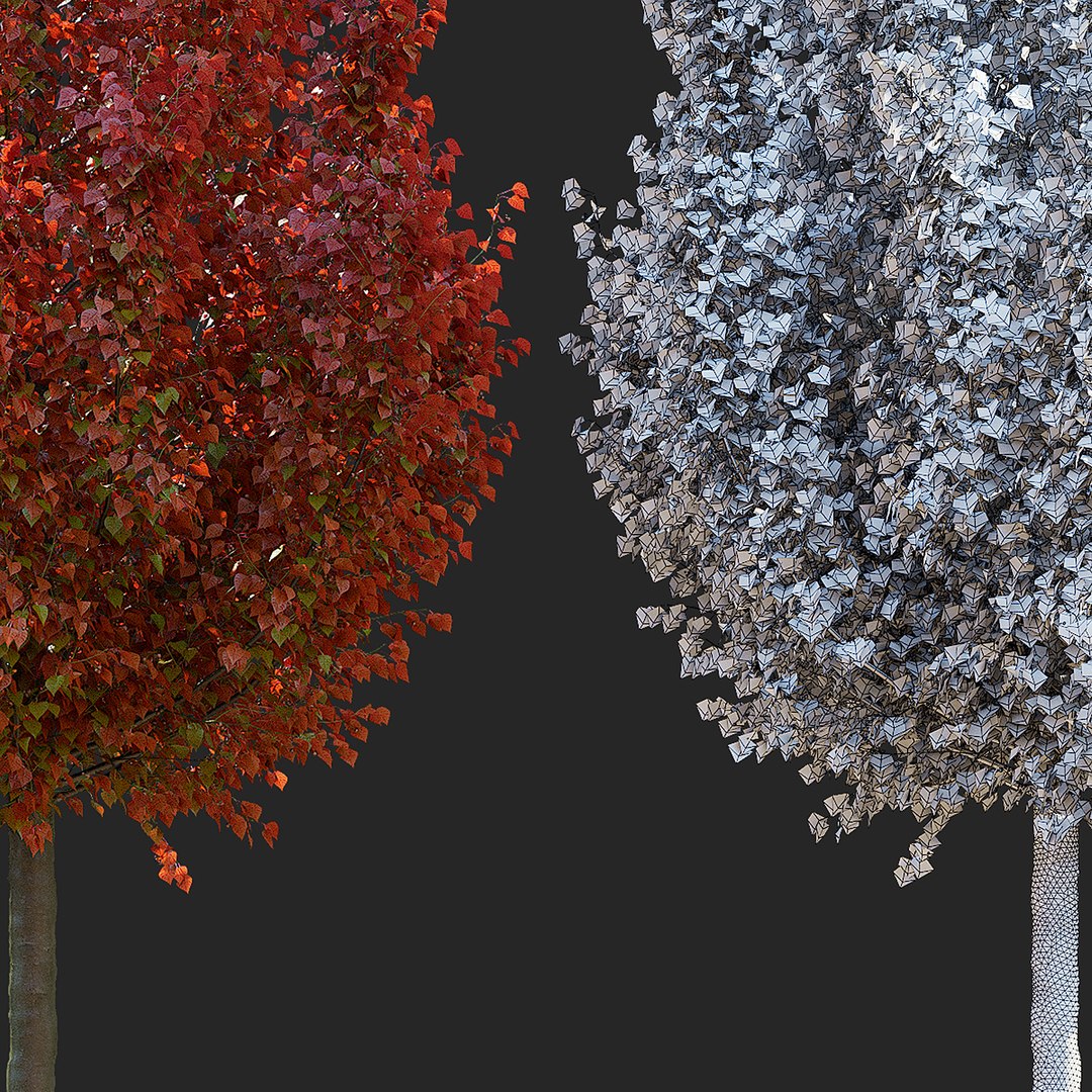 Pyrus Calleryana Chanticlee Autumn 3D Model - TurboSquid 2121001