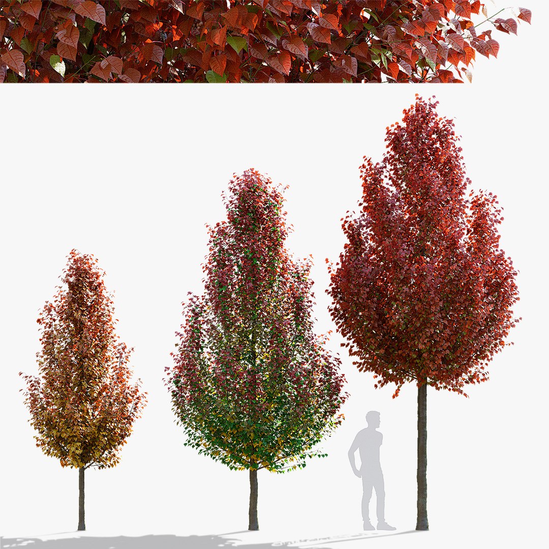 Pyrus Calleryana Chanticlee Autumn 3D Model - TurboSquid 2121001