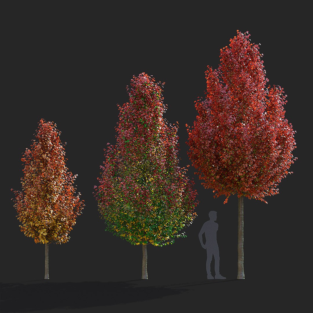 Pyrus Calleryana Chanticlee Autumn 3D Model - TurboSquid 2121001