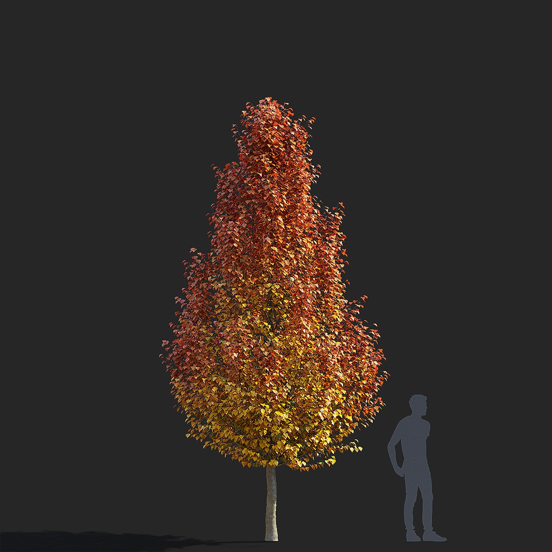 Pyrus Calleryana Chanticlee Autumn 3D Model - TurboSquid 2121001
