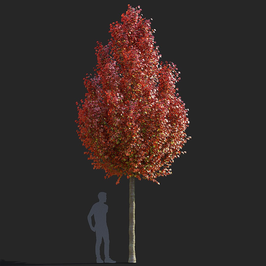 Pyrus Calleryana Chanticlee Autumn 3D Model - TurboSquid 2121001