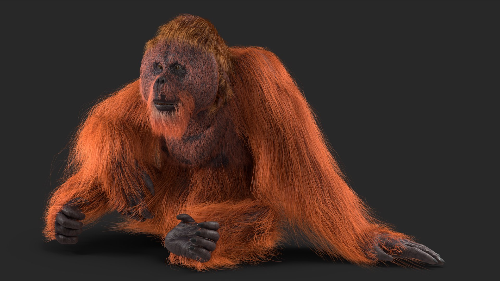 Tired Sitting Orangutan Fur 3D model - TurboSquid 1985287