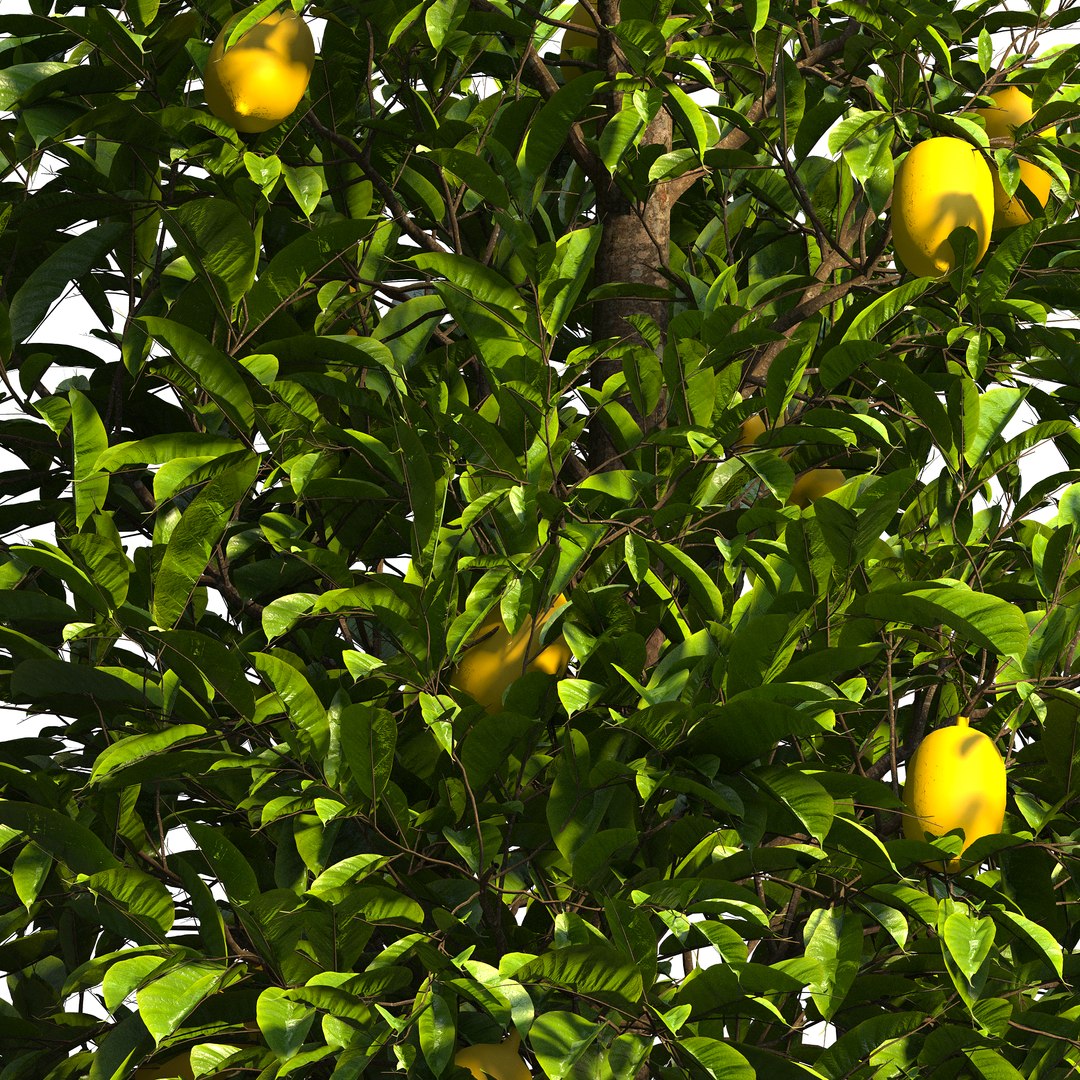Lemon Tree Plant 3D Model - TurboSquid 2222081
