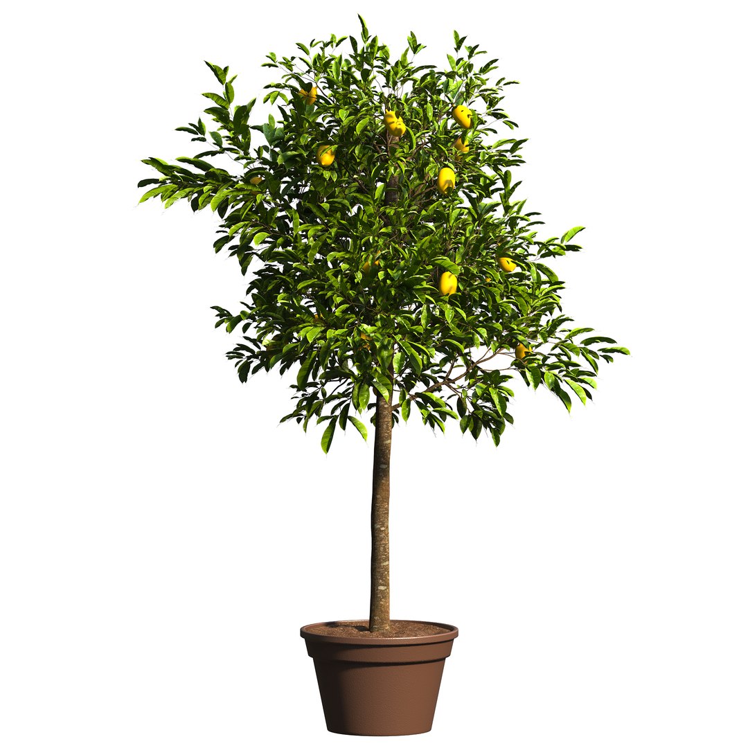 Lemon Tree Plant 3D Model - TurboSquid 2222081