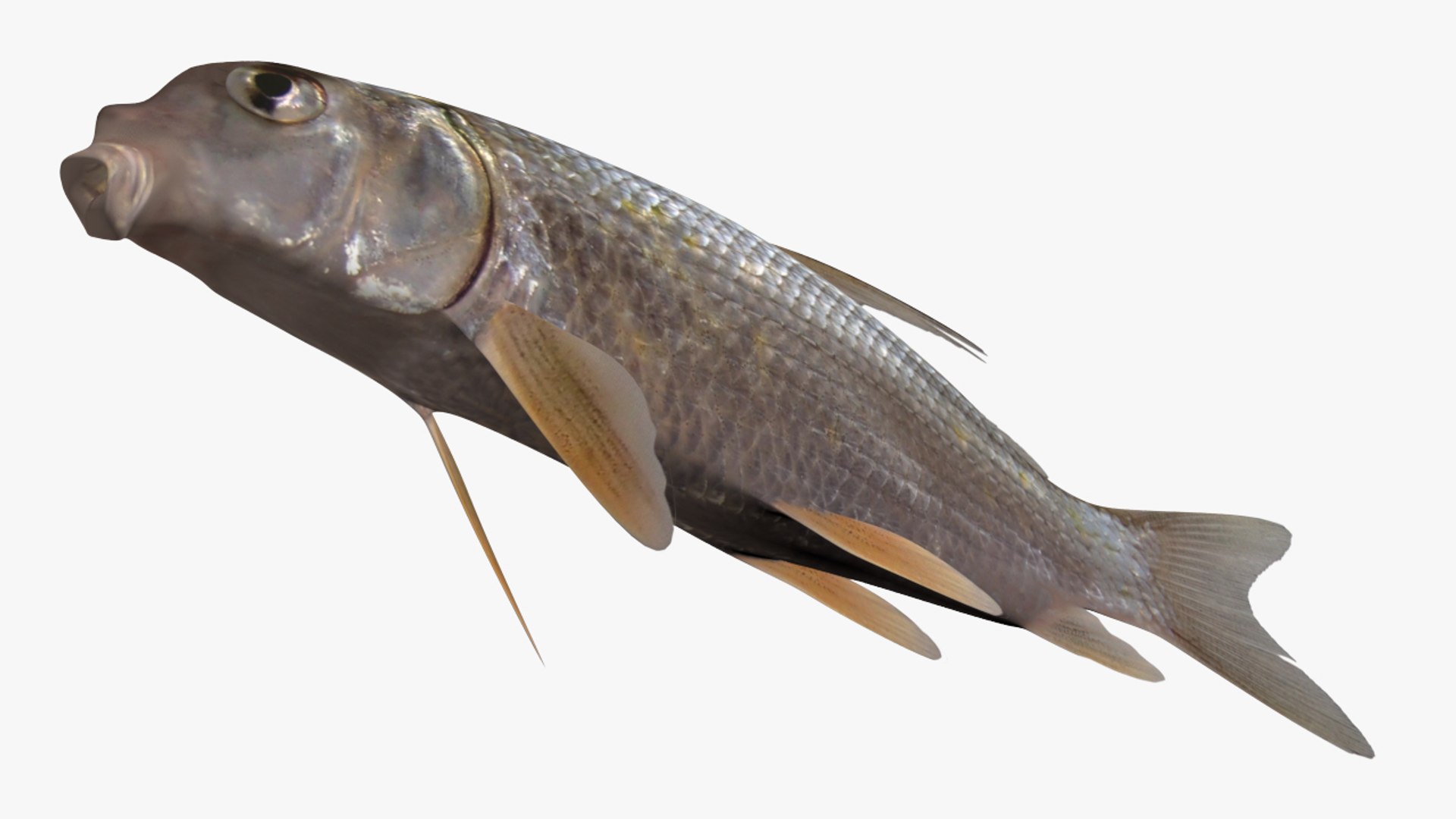 Quillback 3D Model - TurboSquid 1646179