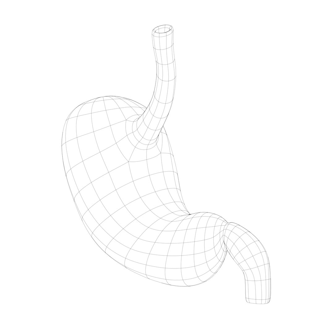 Human Stomach Anatomy Internal Organ 3D Model - TurboSquid 1920736