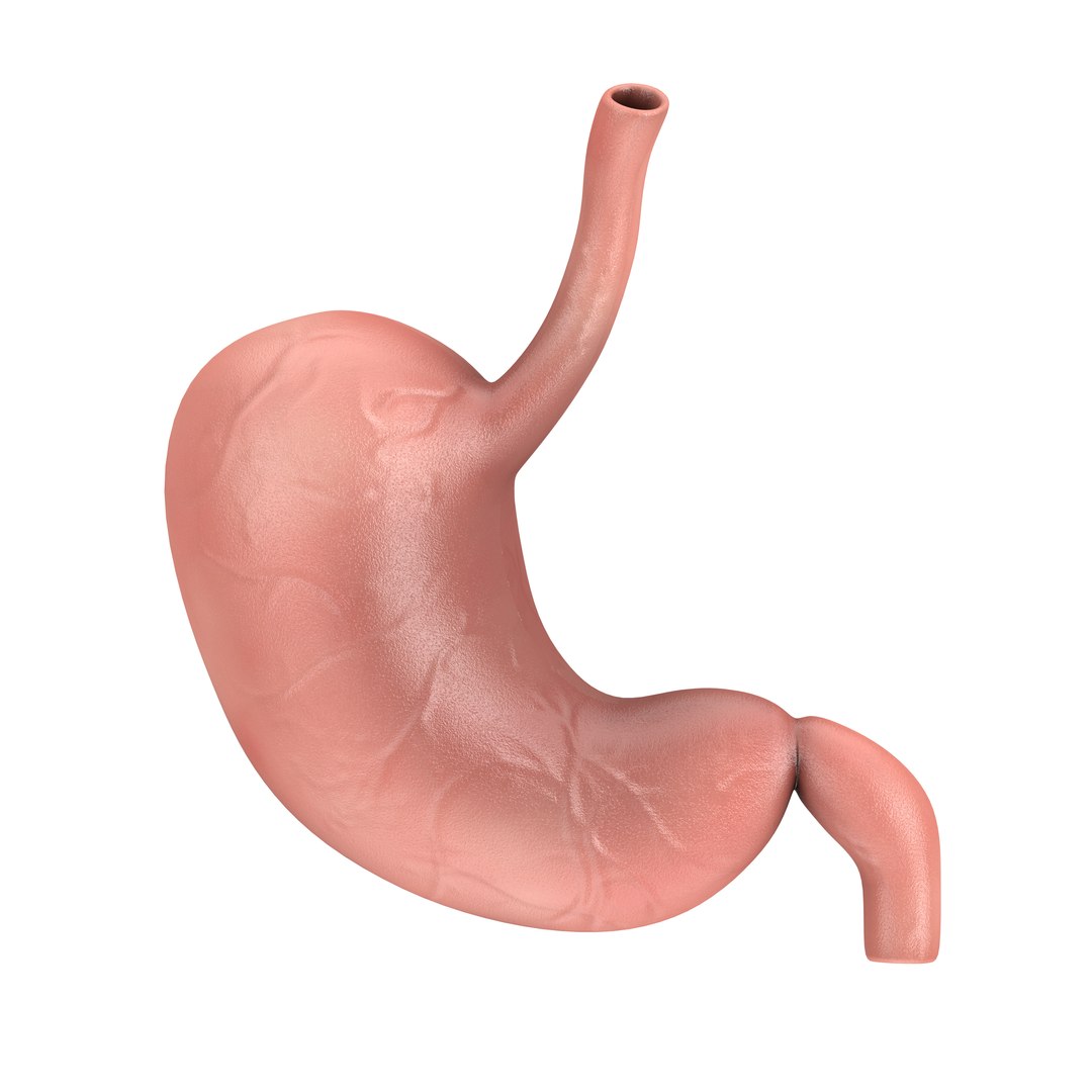 Human Stomach Anatomy Internal Organ 3D Model - TurboSquid 1920736