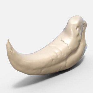 Free 3D Claw Models | TurboSquid