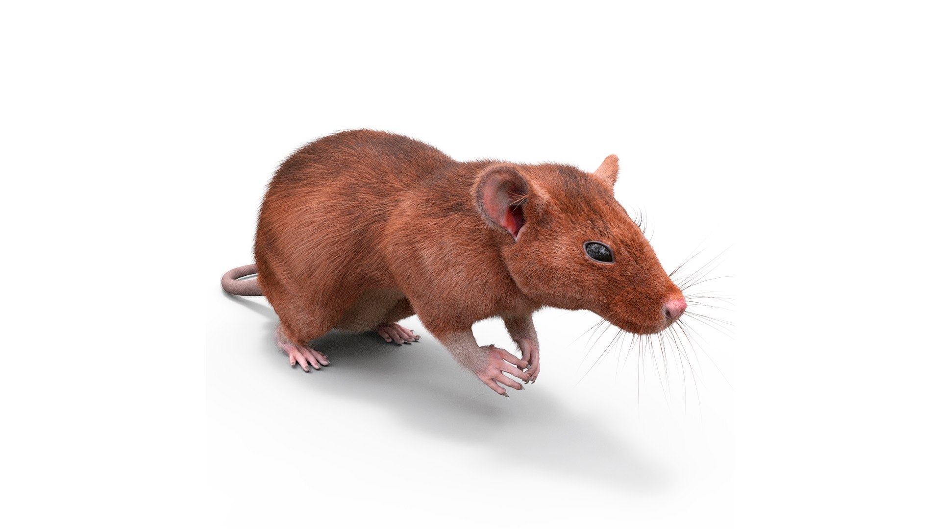 Realistic Lifelike Rodent Rat Model - TurboSquid 2270527