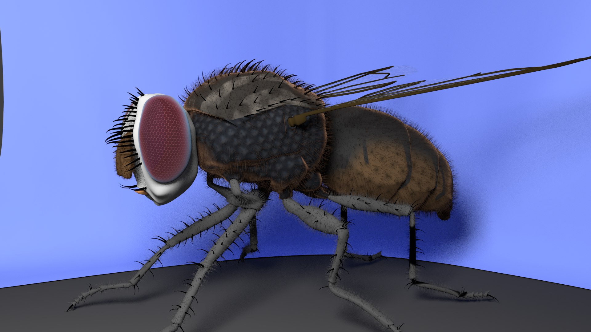 Fly 3D Model - TurboSquid 1329340