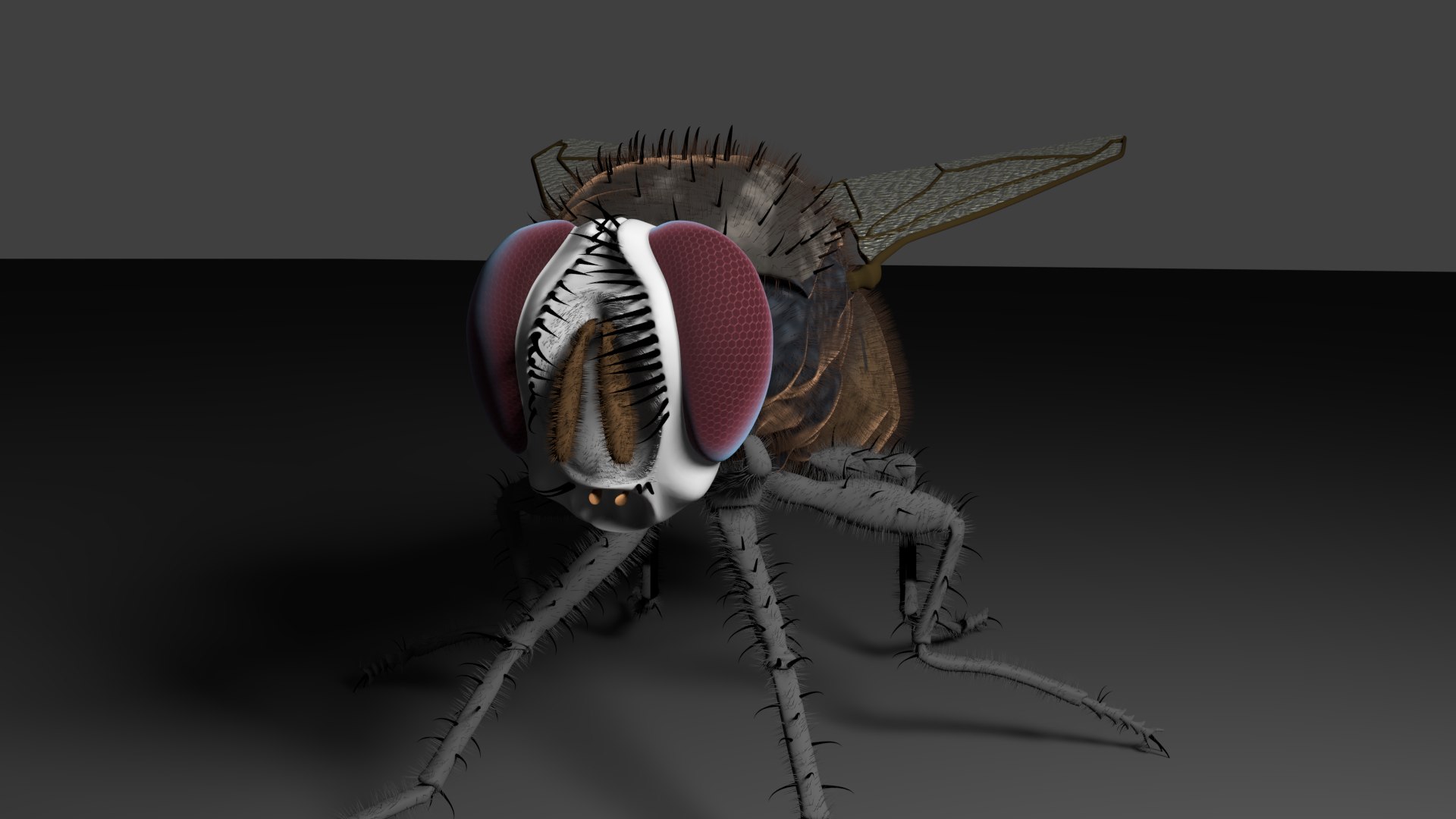 Fly 3D Model - TurboSquid 1329340