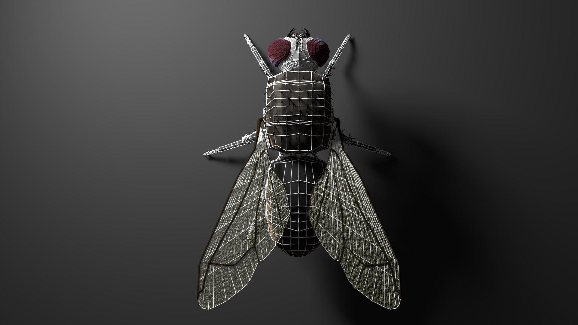 Fly 3D Model - TurboSquid 1329340