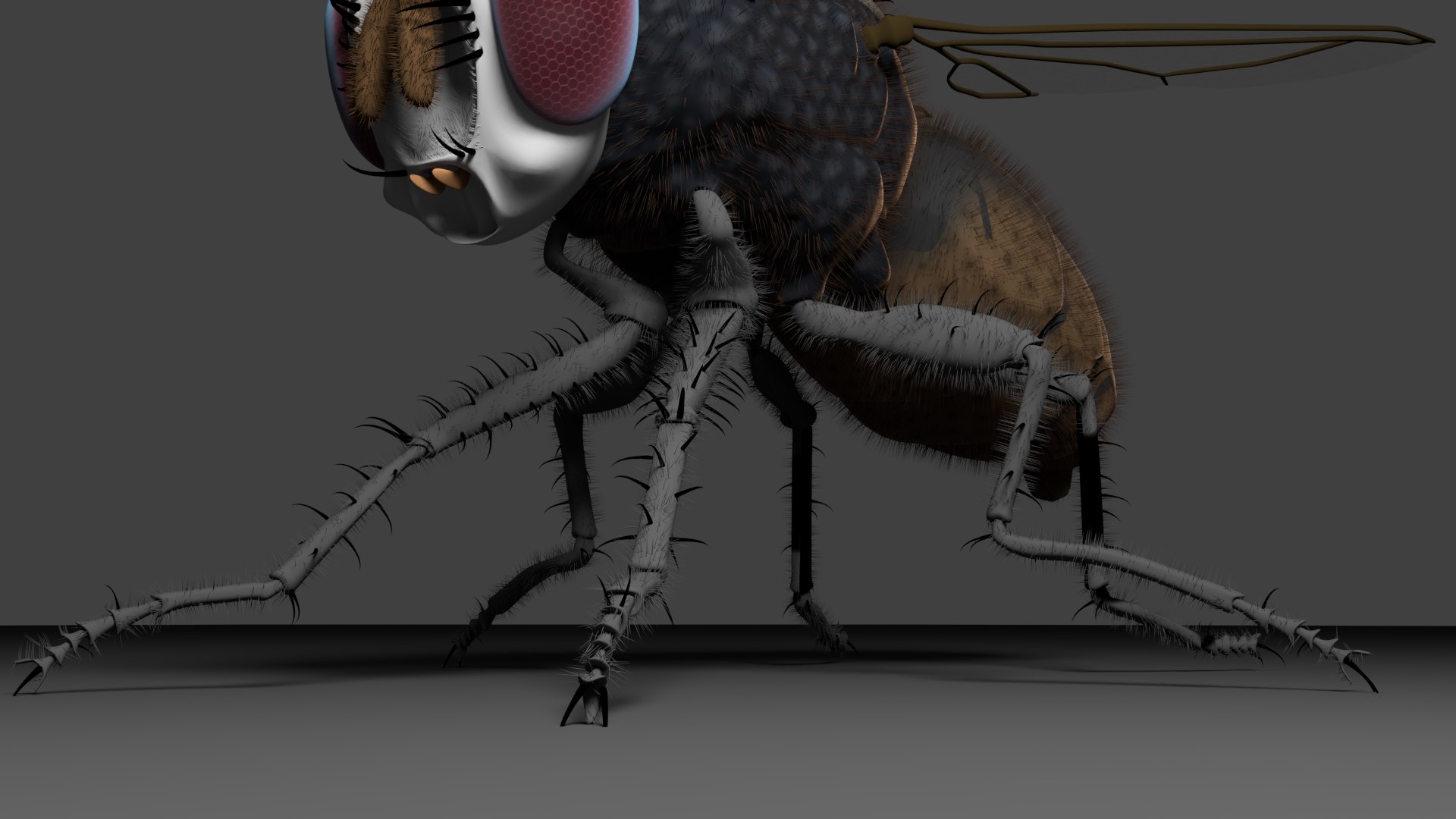 Fly 3D Model - TurboSquid 1329340
