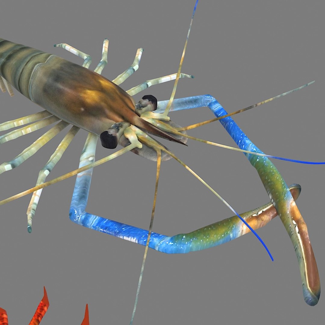 3D model shrimp animal crustacean - TurboSquid 1495644