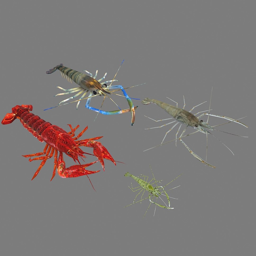 3D model shrimp animal crustacean - TurboSquid 1495644
