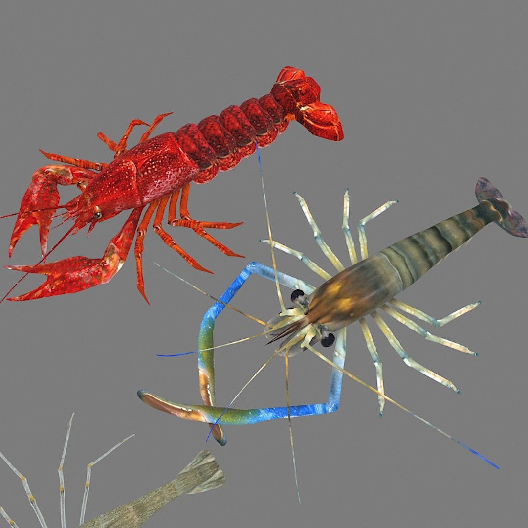 3D model shrimp animal crustacean - TurboSquid 1495644