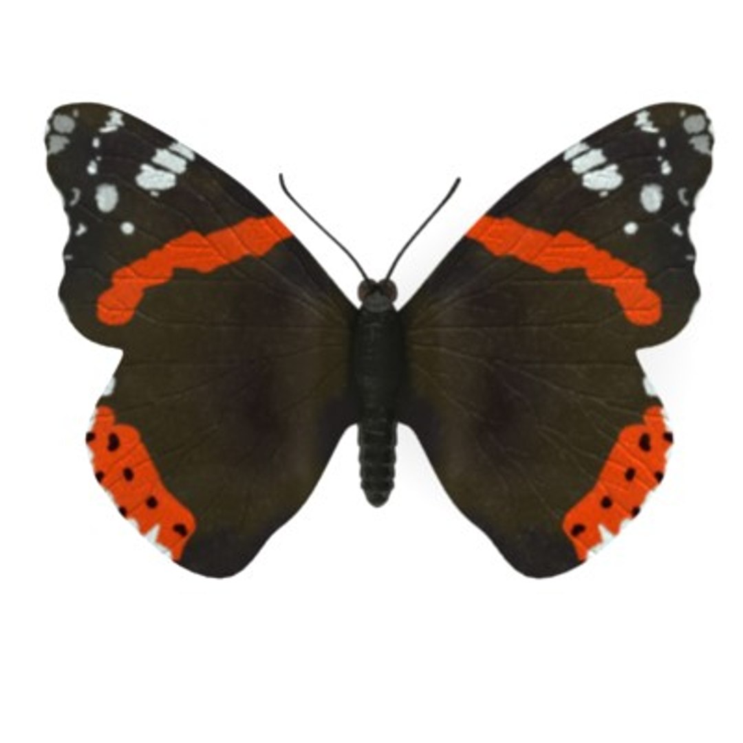 Realistic Butterflies 3d Model