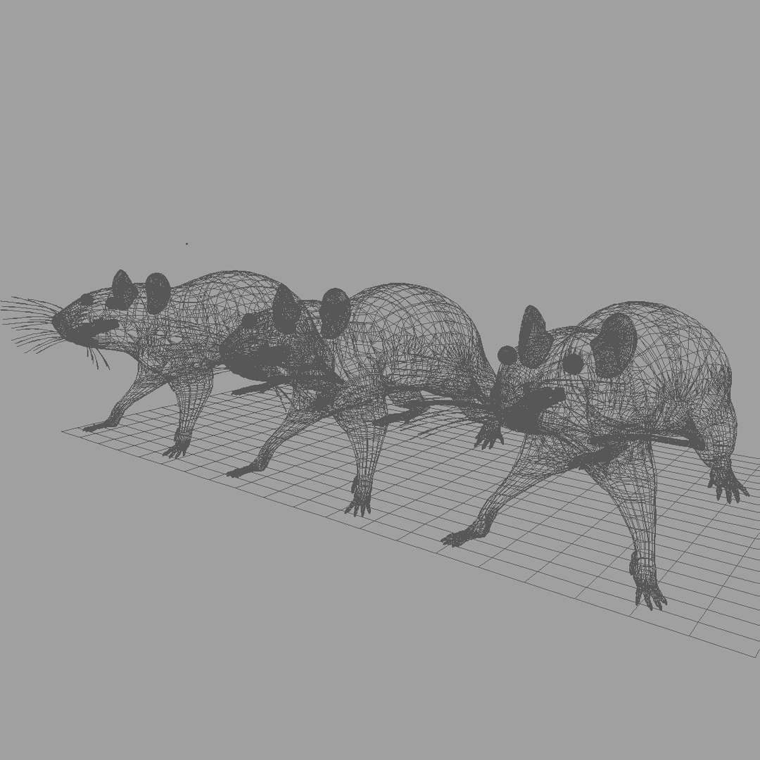 3d Model Of 3 Rats Animations