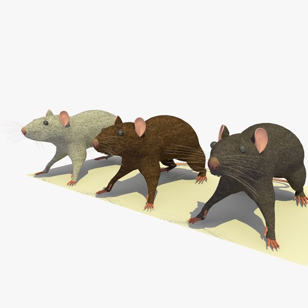 modèle 3D de 3 rats - TurboSquid 786124