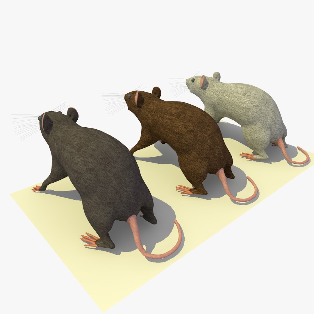 3d Model Of 3 Rats Animations