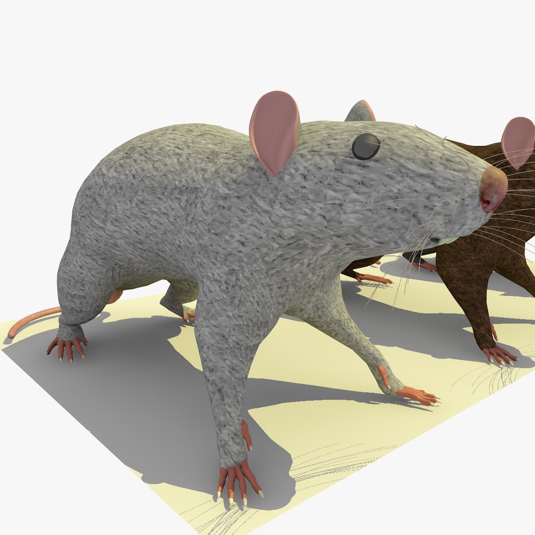 3d Model Of 3 Rats Animations