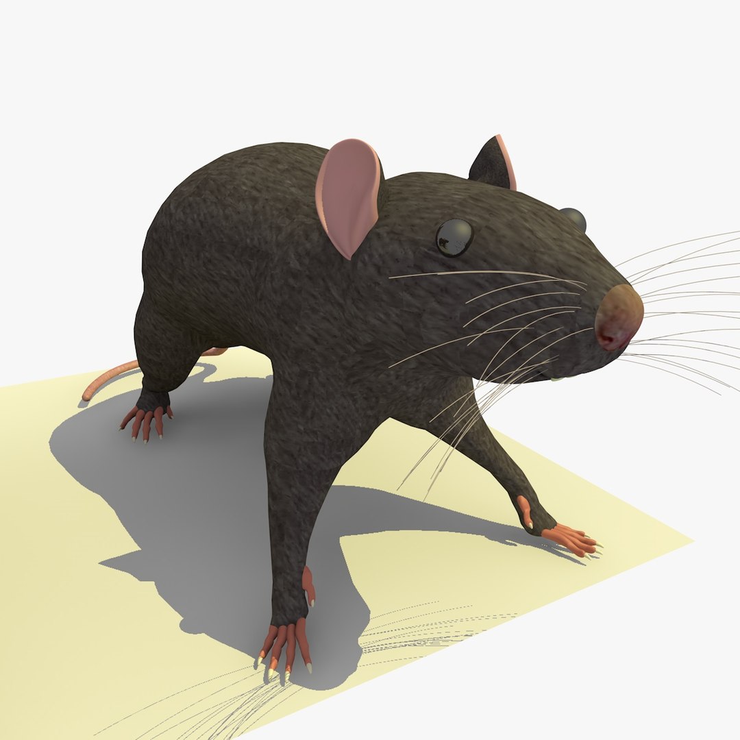 3d Model Of 3 Rats Animations