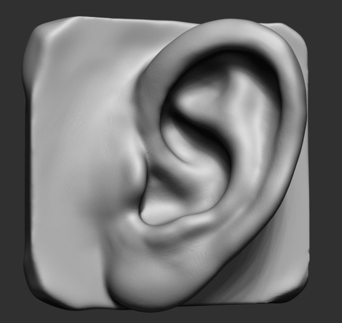 3d Ear Ztl Stl Model