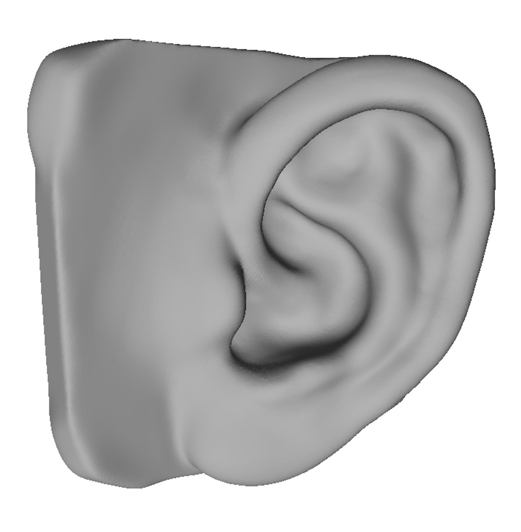3d Ear Ztl Stl Model