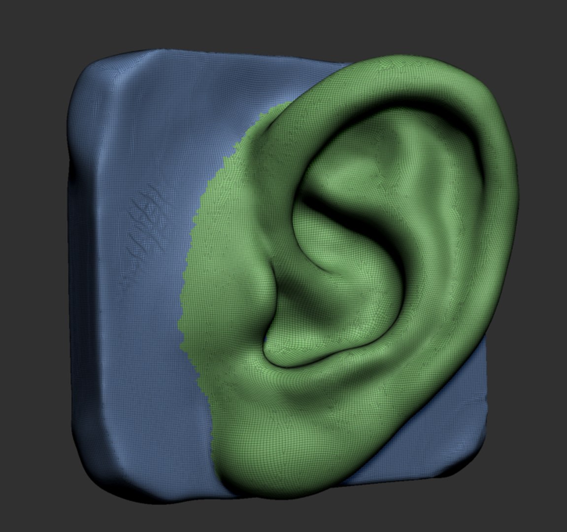 3d Ear Ztl Stl Model