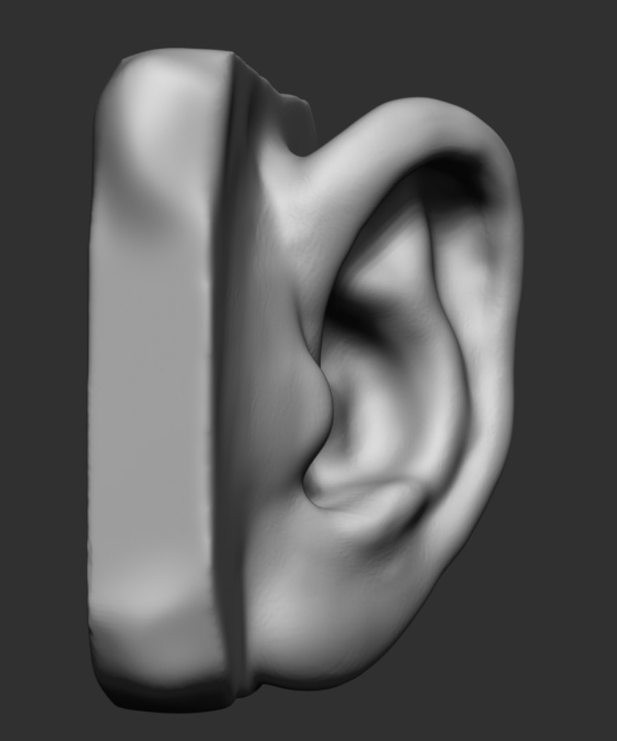 3d Ear Ztl Stl Model