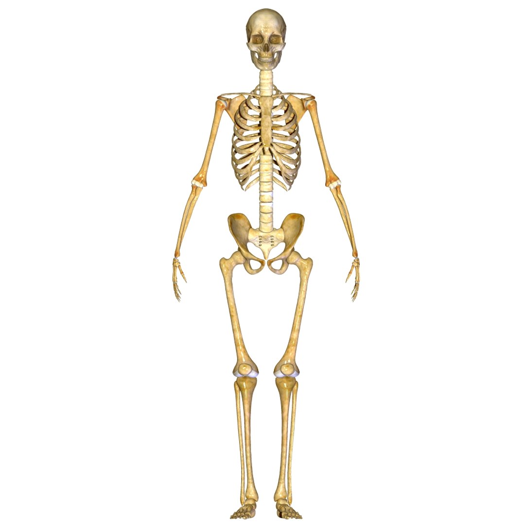 Maya Human Skeleton