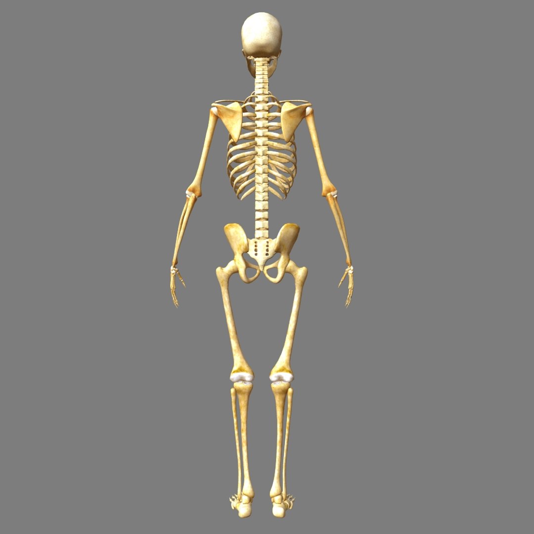 Maya Human Skeleton
