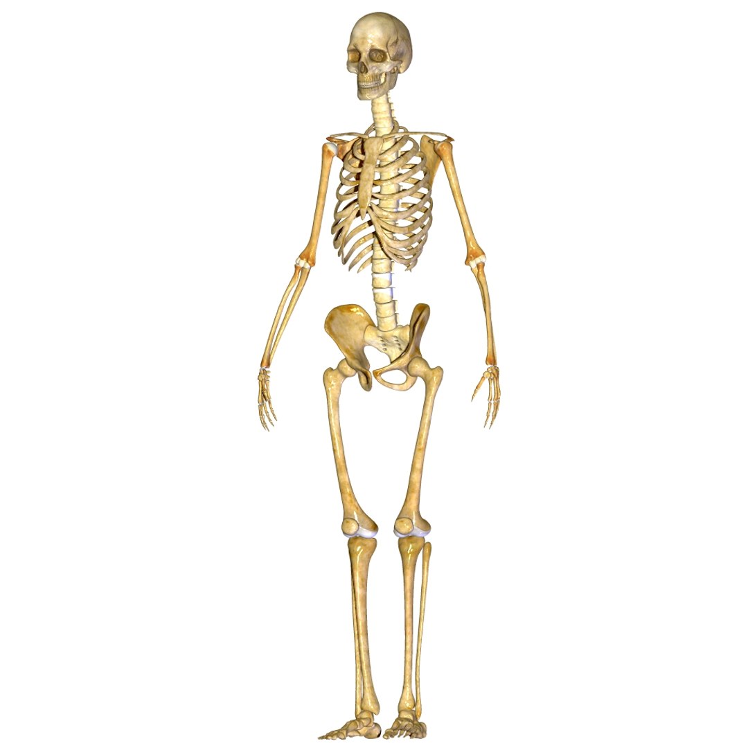 Maya Human Skeleton