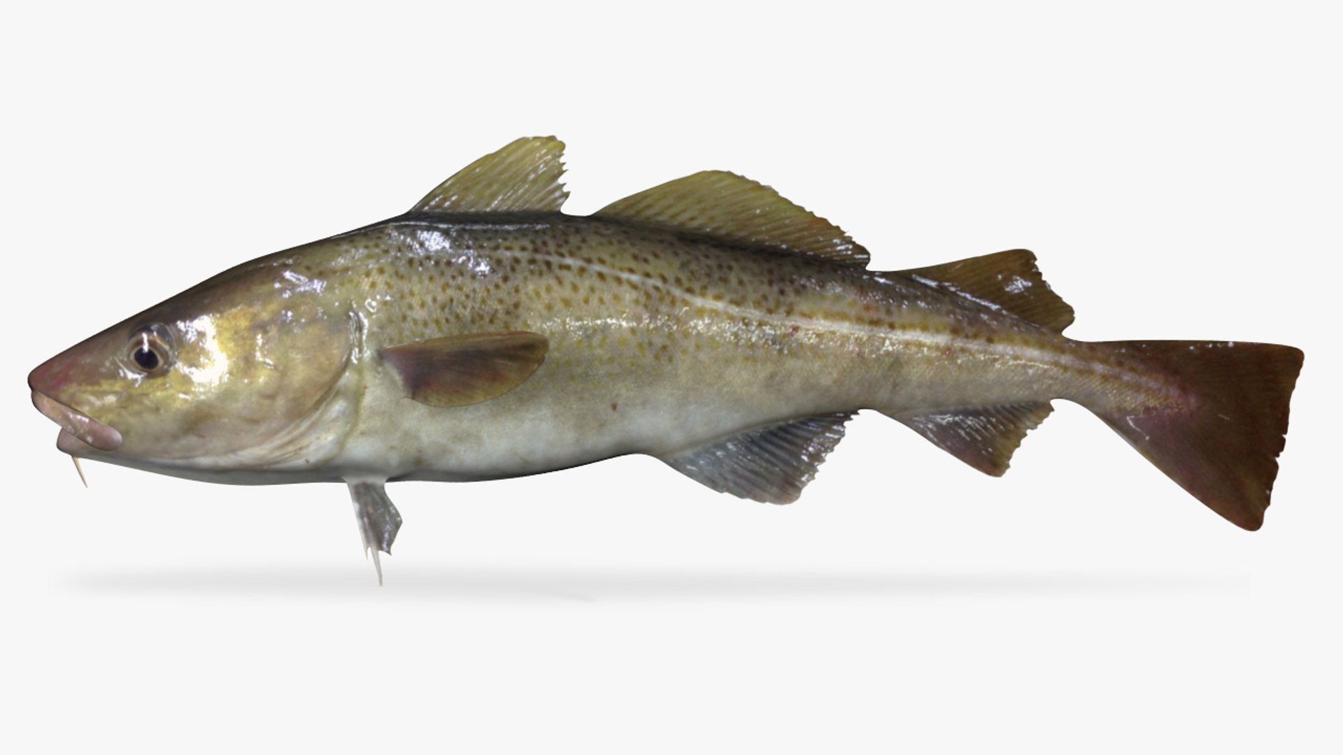 Cod Fish 3D Model - TurboSquid 1373173