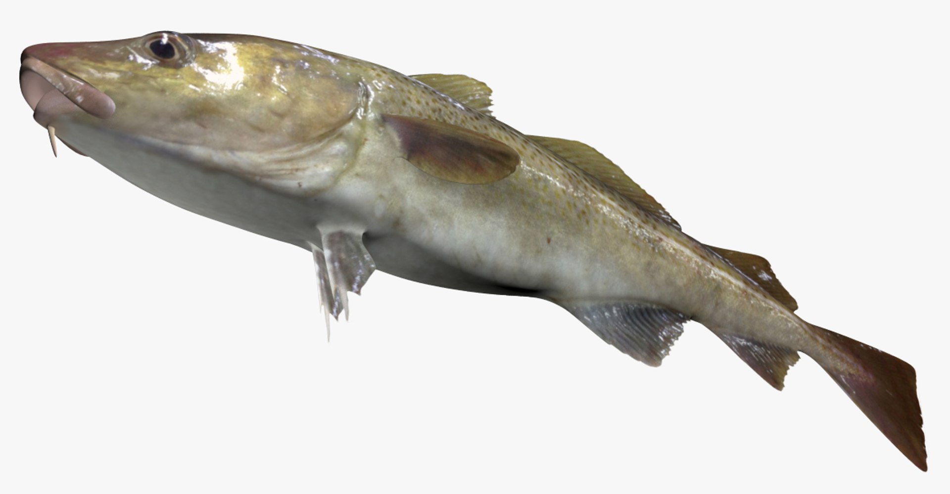 Cod Fish 3D Model - TurboSquid 1373173