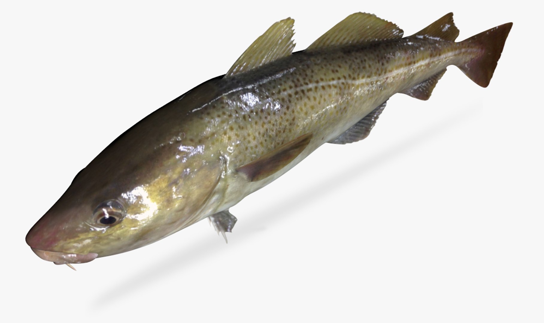 Cod Fish 3D Model - TurboSquid 1373173