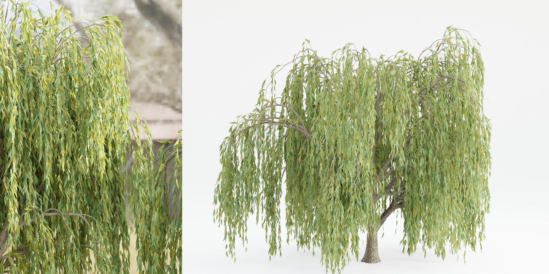 3D Collection Willow Trees Vol12-Blender - TurboSquid 2105746