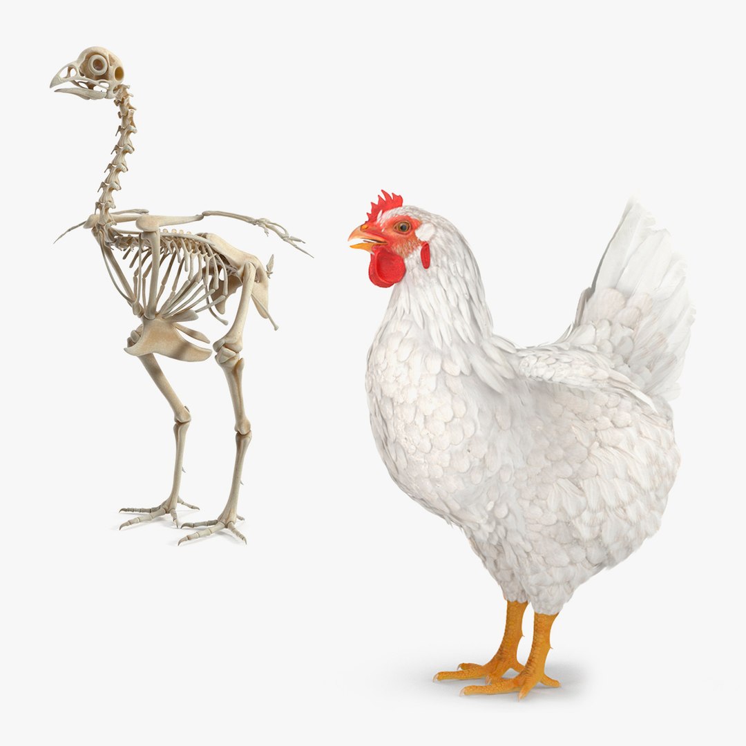 rooster skeleton anatomy