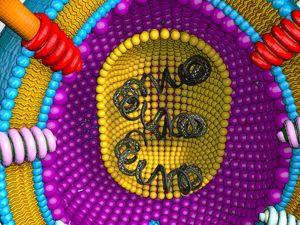 3d model virus receptors dna