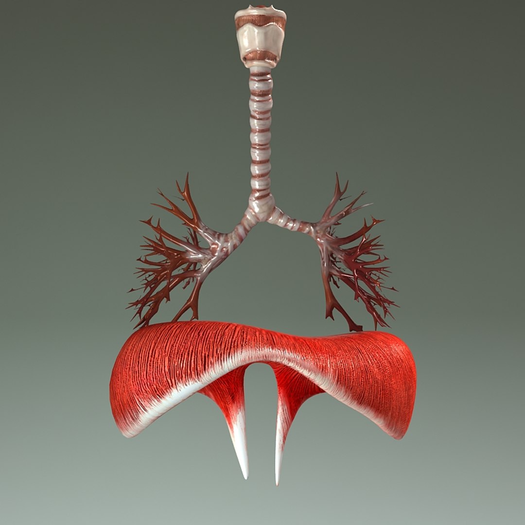3d Respiratory Model