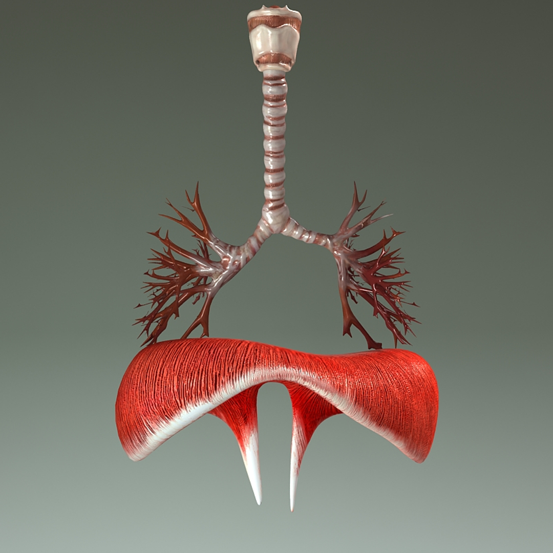 3d respiratory model