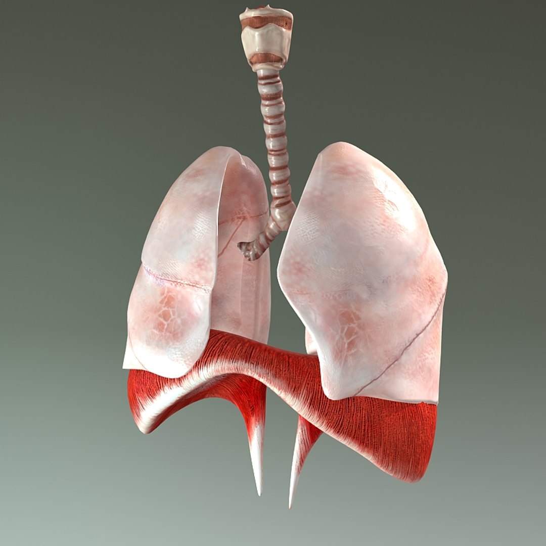 3d Respiratory Model