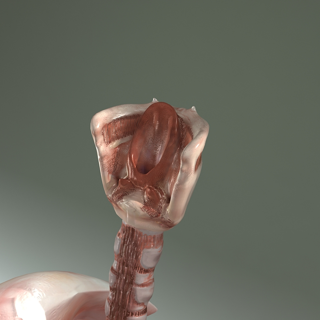 3d respiratory model