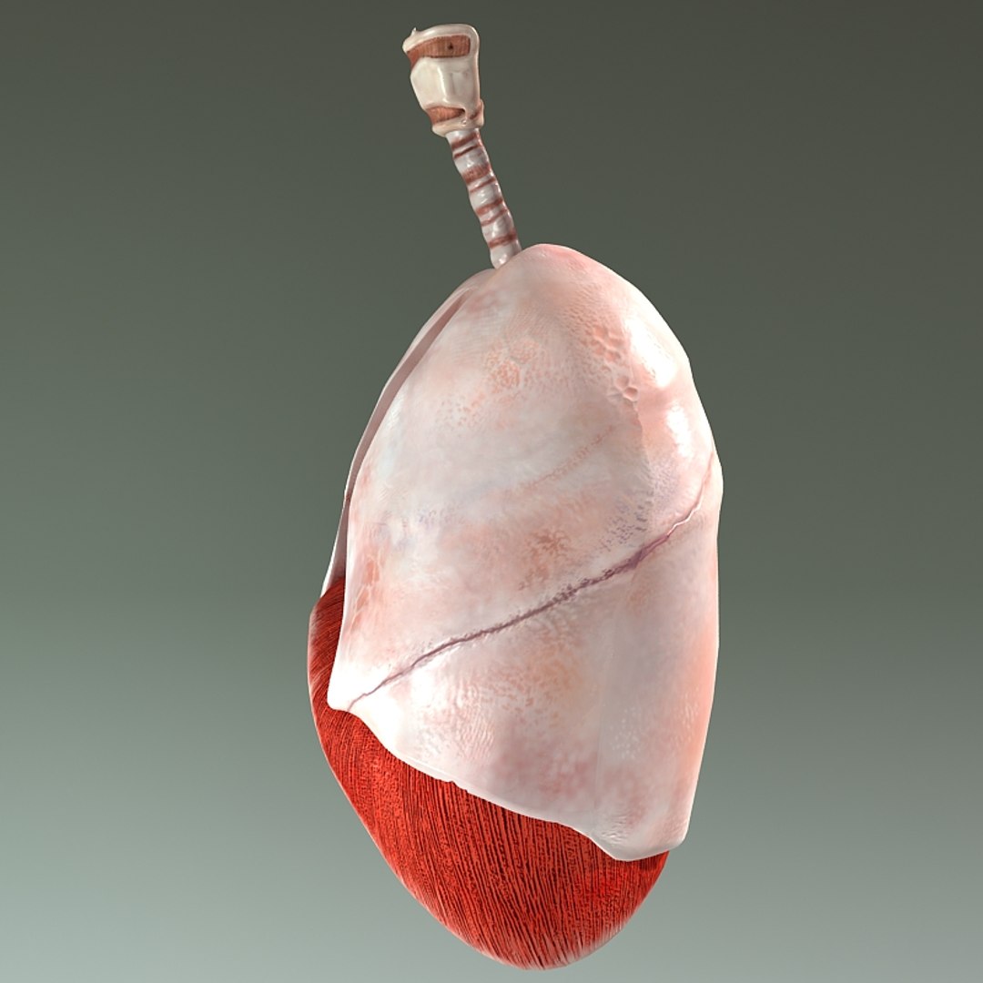 3d Respiratory Model