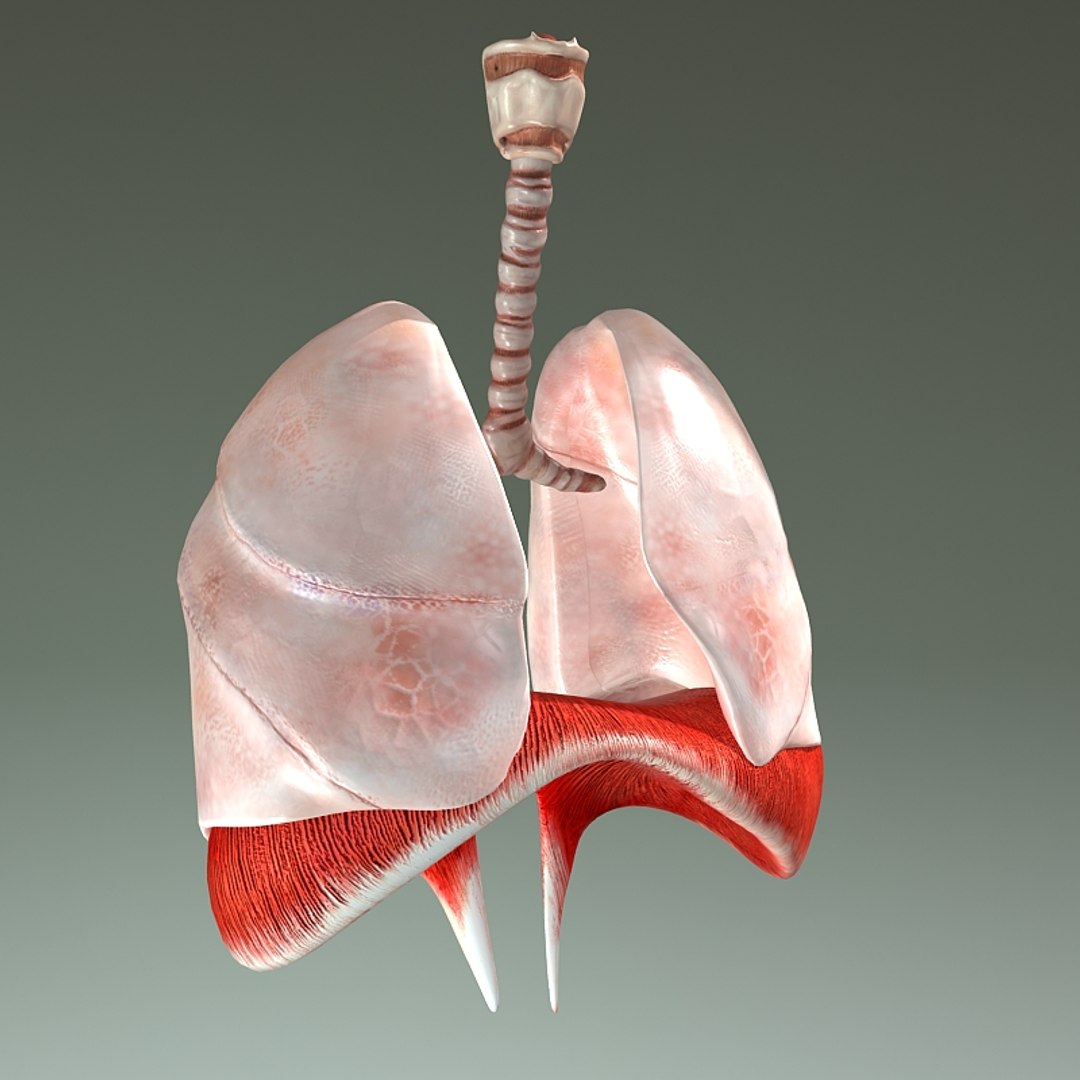 3d Respiratory Model
